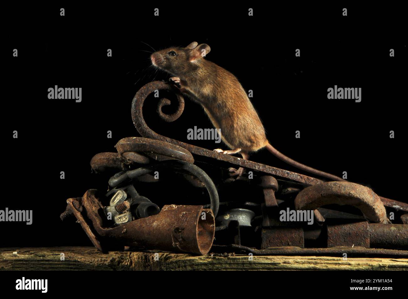 Adult house mouse Dorset, UK Stock Photo - Alamy