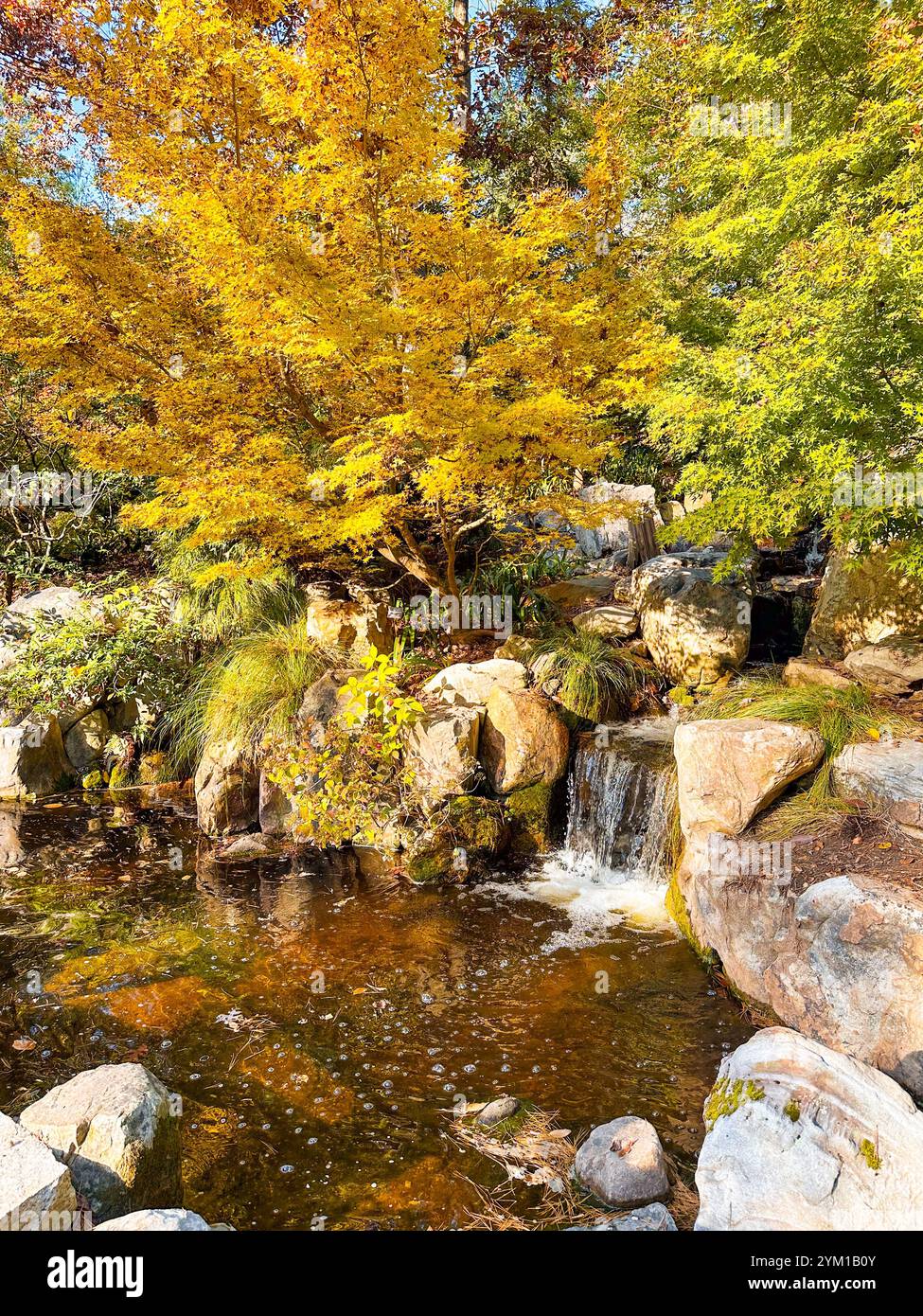 A beautiful Japanese Garden with a golden maple tree and an stream ...