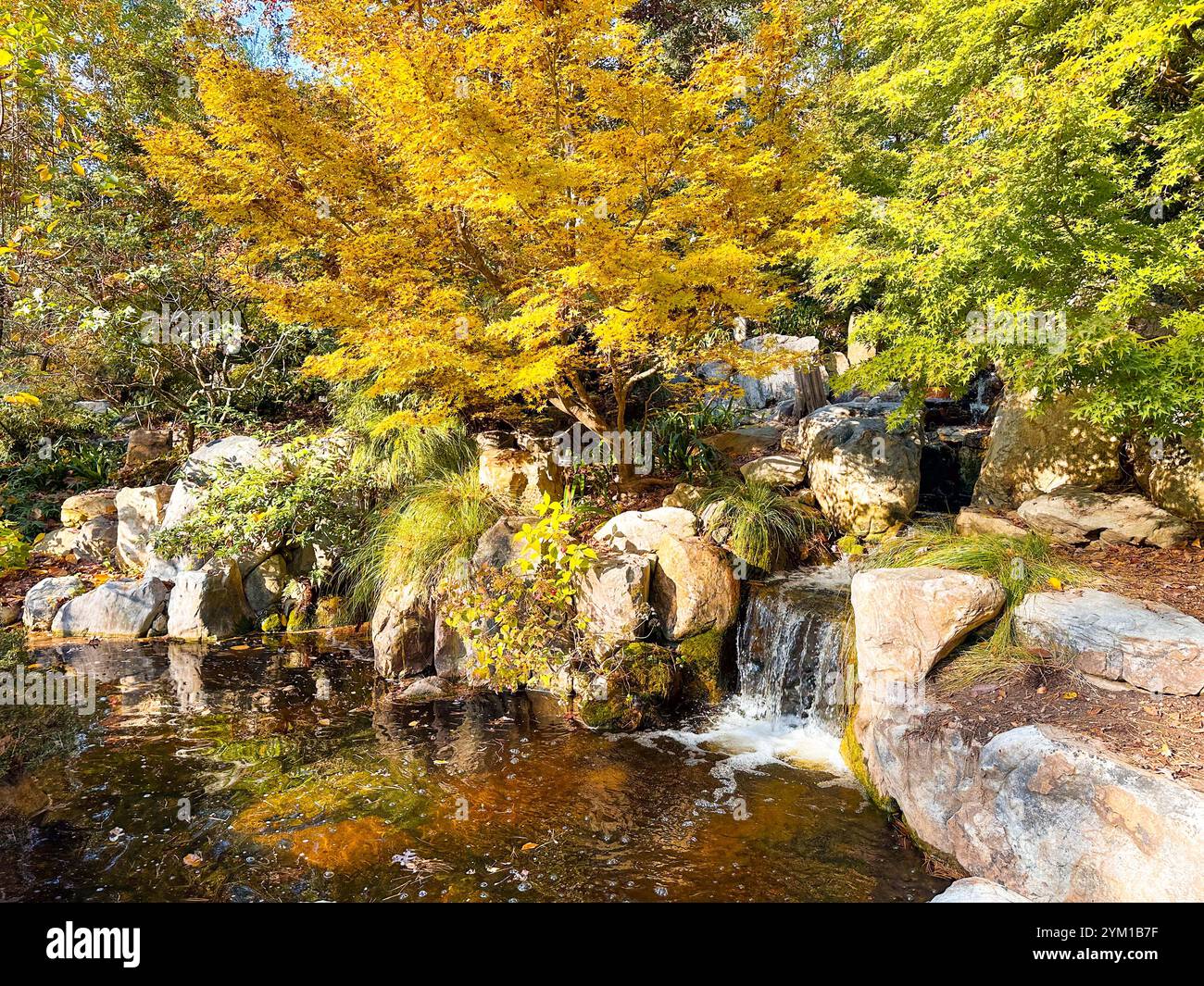 A beautiful Japanese Garden with a golden maple tree and an stream ...