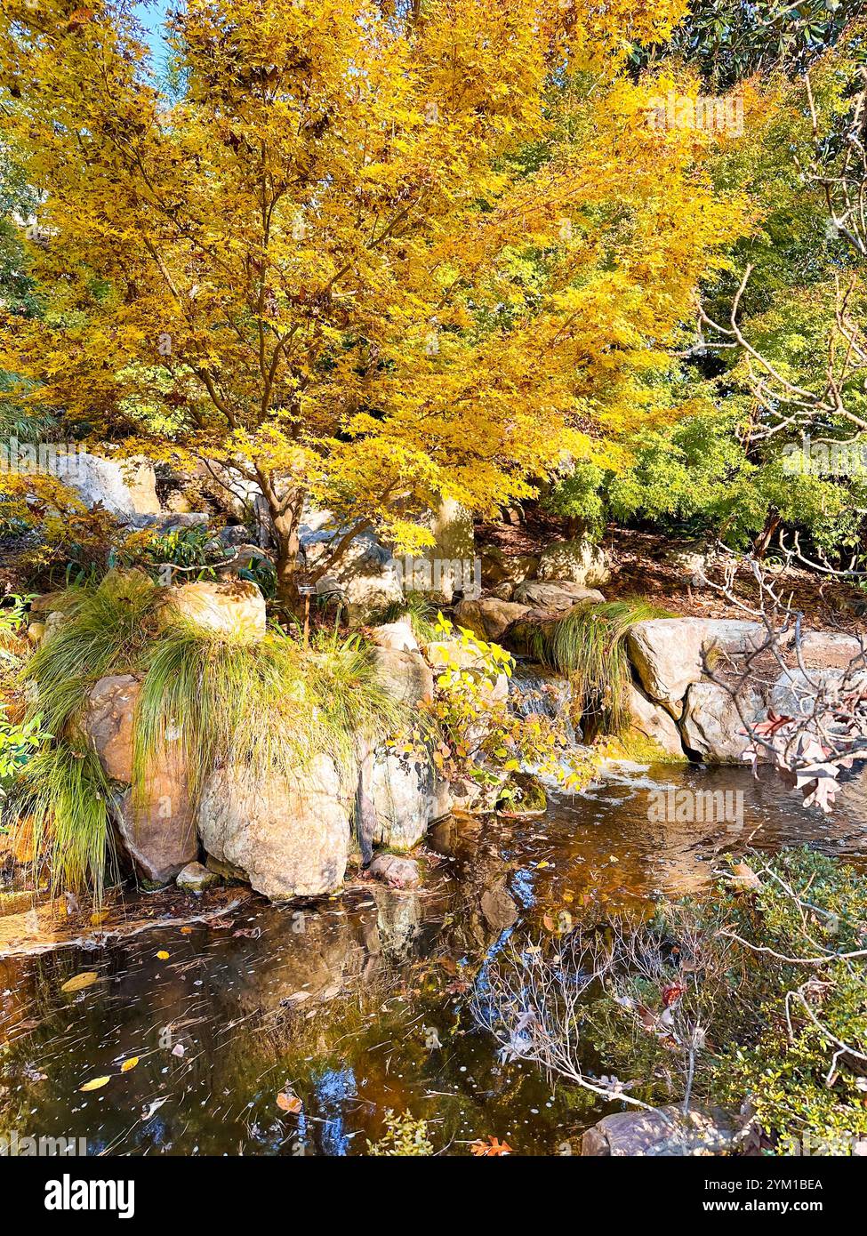 A beautiful Japanese Garden with a golden maple tree and an stream ...