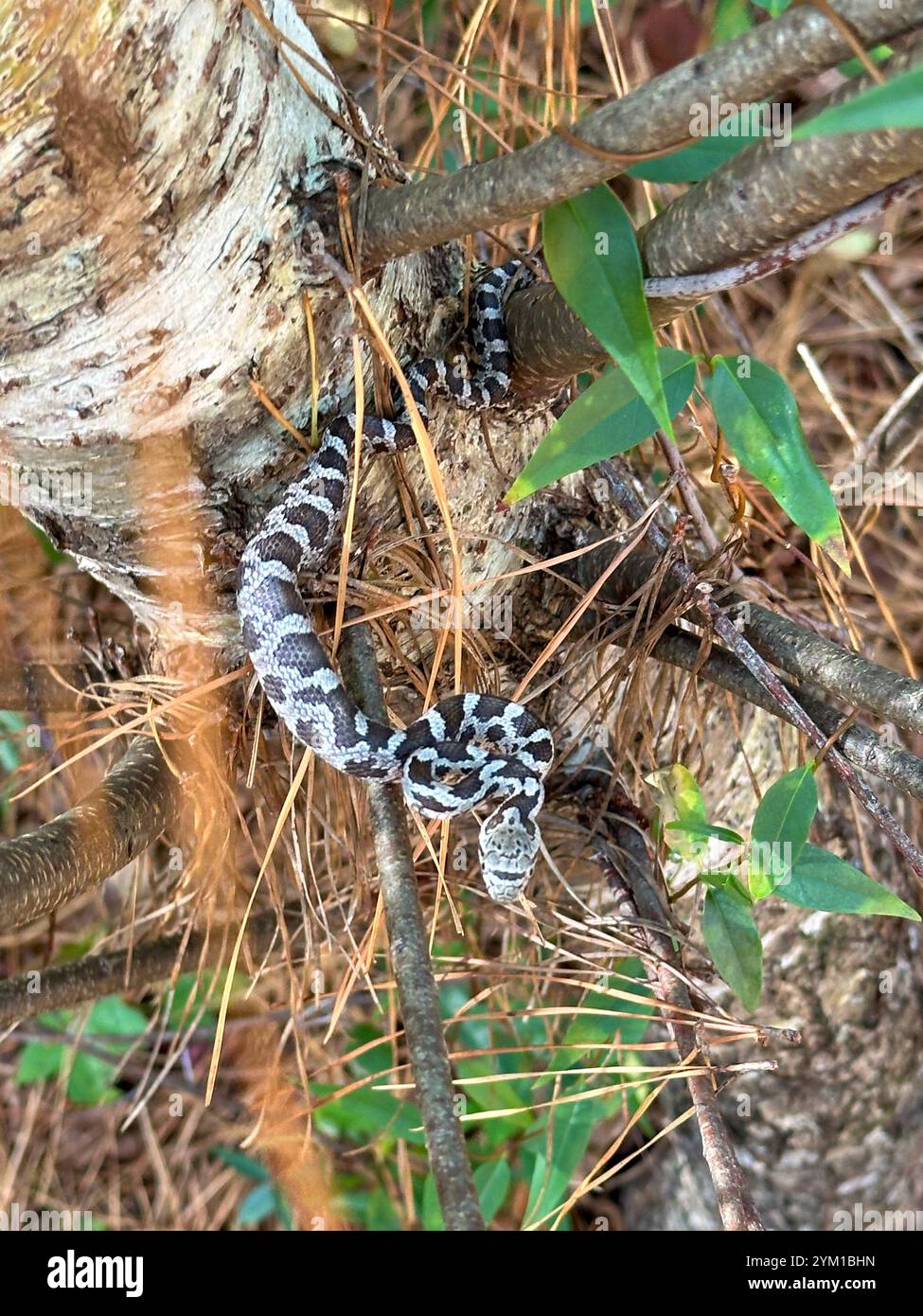 A hog nosed snake, baby animal, in a tree Stock Photo - Alamy