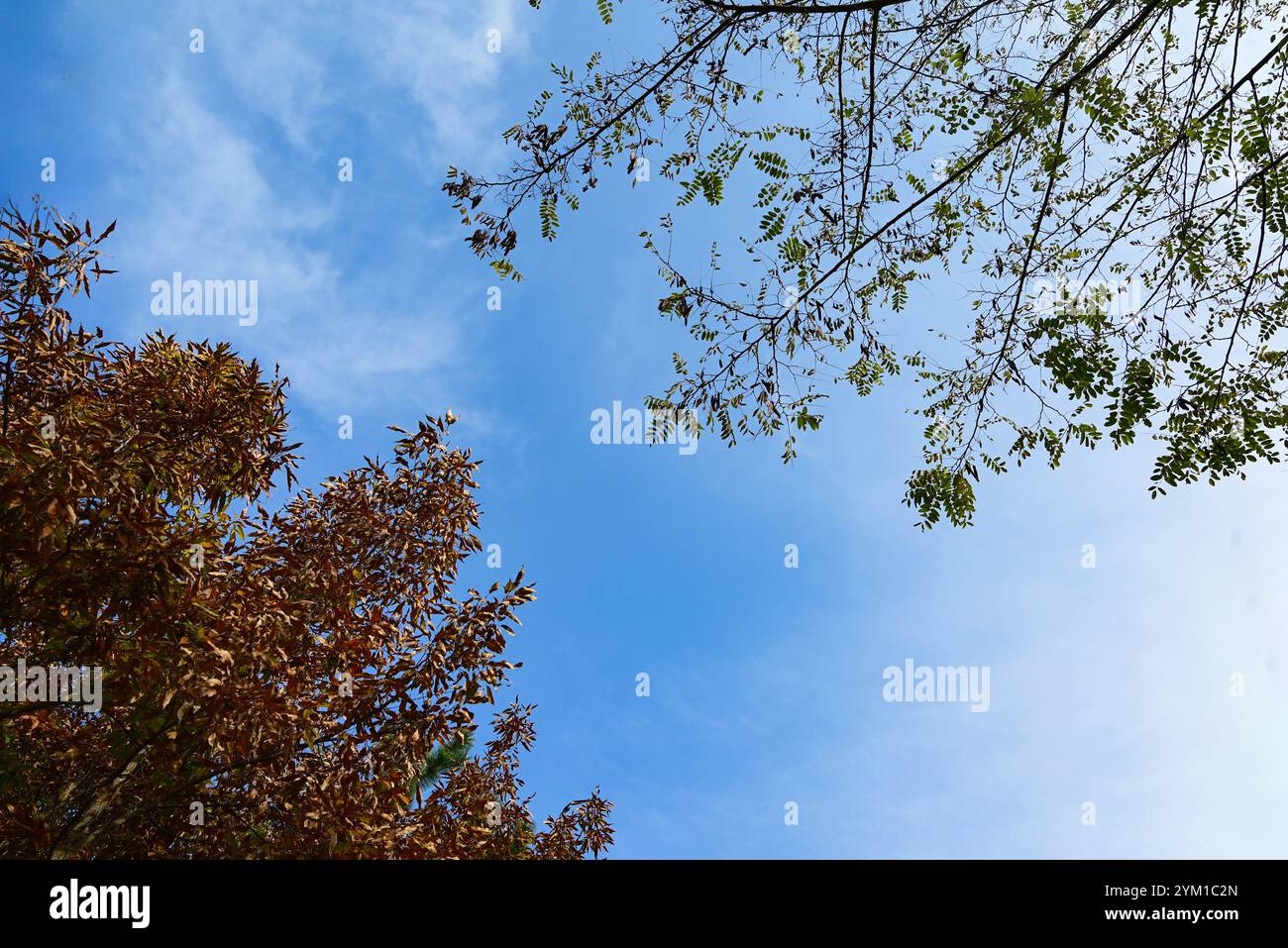 Tree branches against blue sky view from below Stock Photo - Alamy