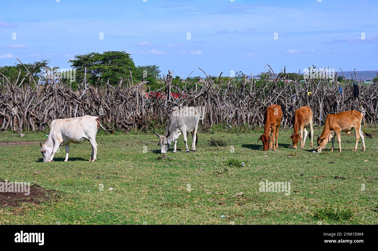Livestock of the Maasai tribe in a paddock with a fence made of ...