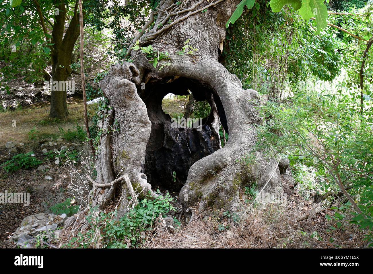 Greece, overgrown and holey old fig tree in mountain village Theologos ...