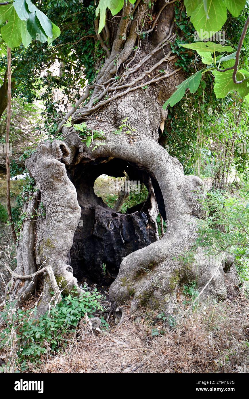 Greece, overgrown and holey old fig tree in mountain village Theologos ...