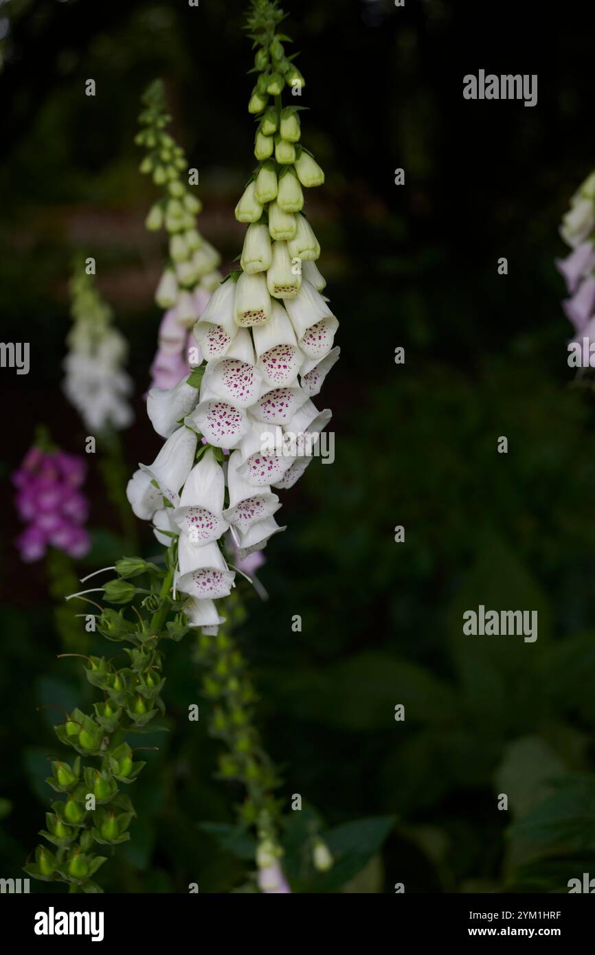 Foxglove Digitalis purpurea, growing in deep shade Stock Photo - Alamy