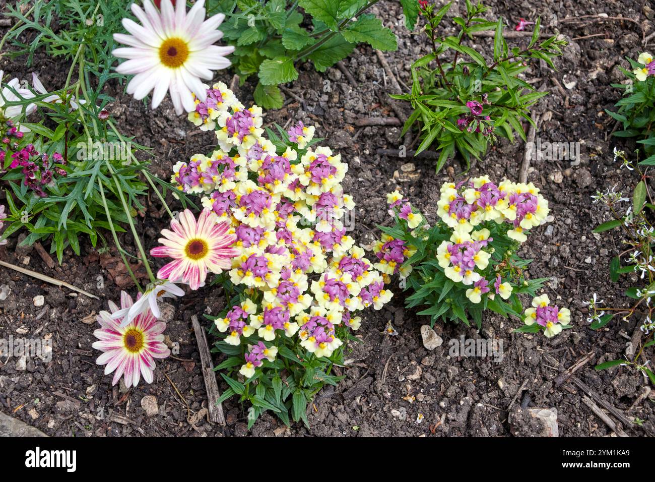 Moroccan toadflax Linaria maroccana (central flowers in yellow and pink ...