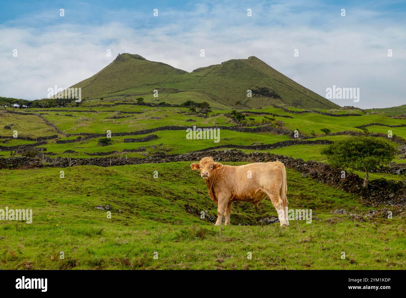 Volcanic landscape along the Caminho das Lagoas in Pico Island, Azores ...