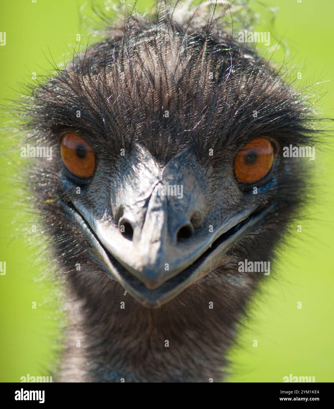 Funny Emu portrait Stock Photo - Alamy