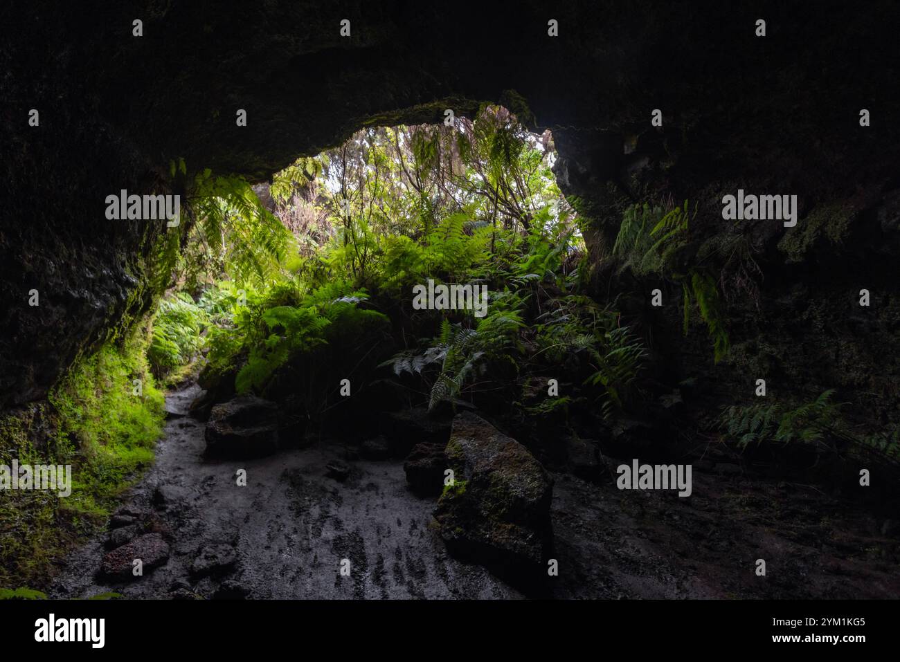 The Furna de Frei Matias is a lava cave below the Pico Mountain on Pico ...