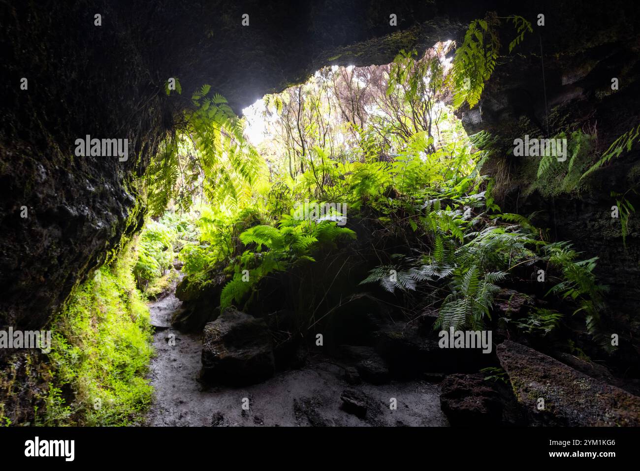 The Furna de Frei Matias is a lava cave below the Pico Mountain on Pico Island, Azores Stock ...