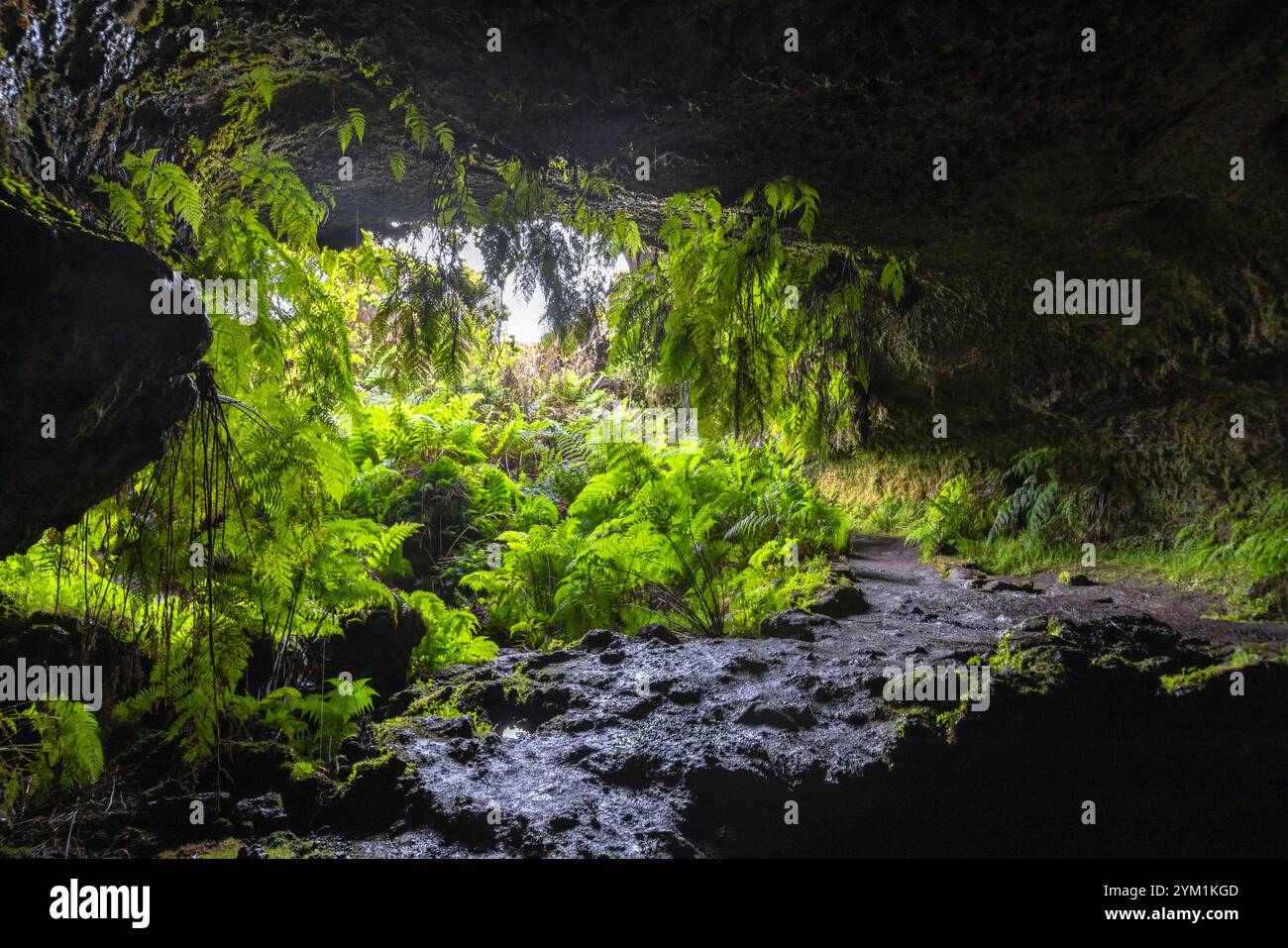 The Furna de Frei Matias is a lava cave below the Pico Mountain on Pico ...
