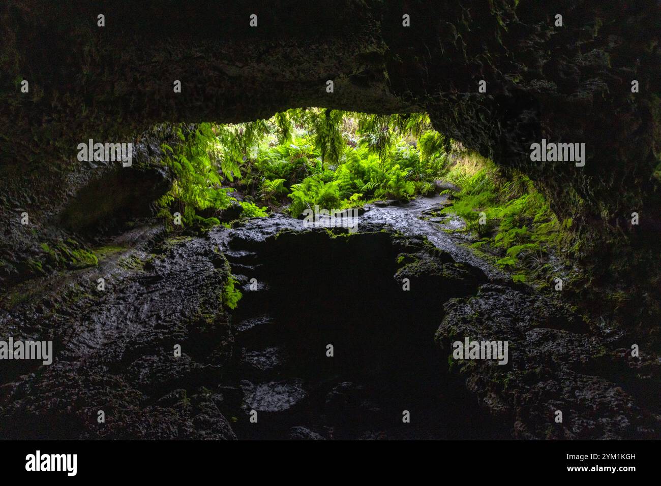 The Furna de Frei Matias is a lava cave below the Pico Mountain on Pico ...