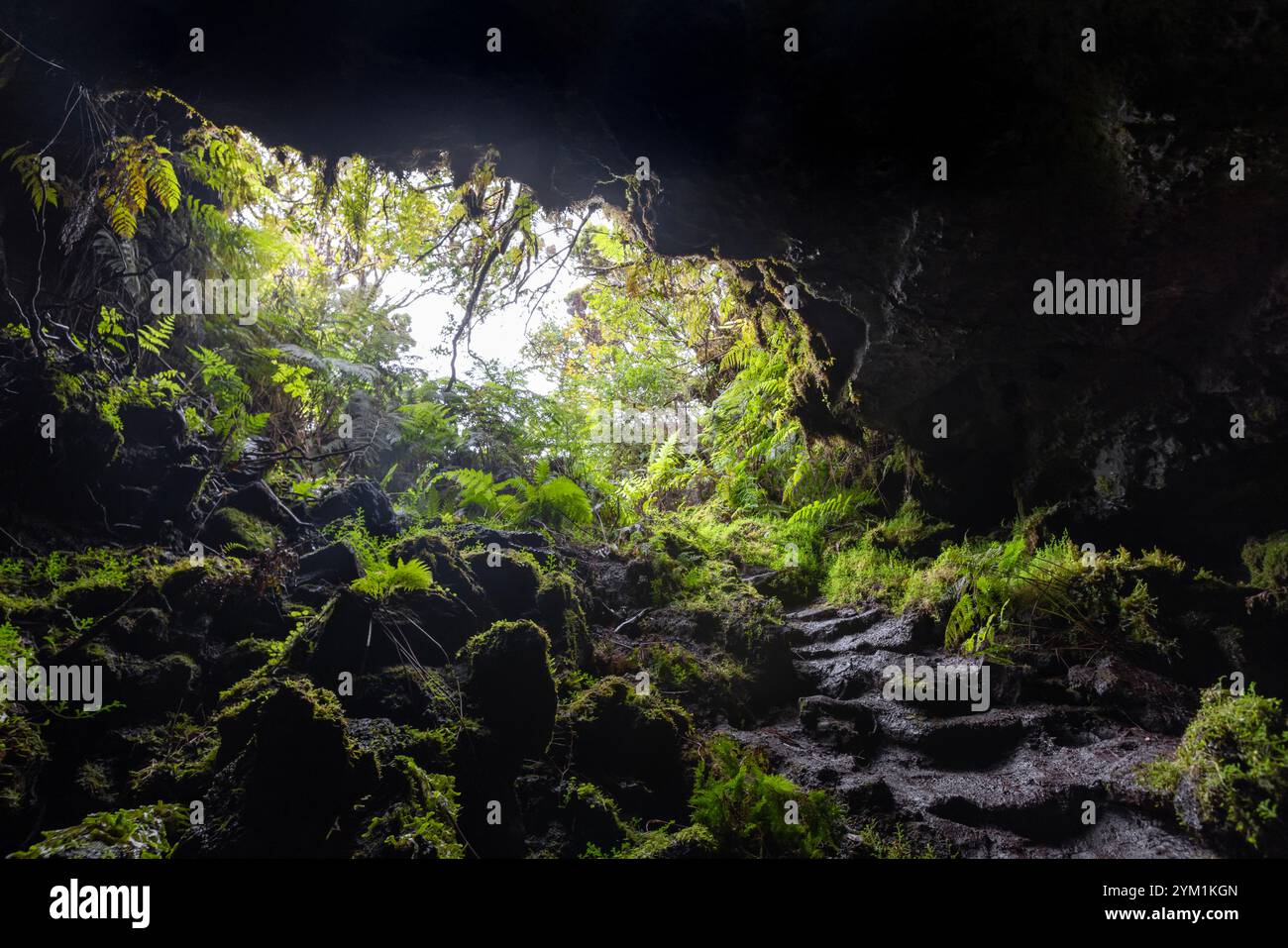 The Furna de Frei Matias is a lava cave below the Pico Mountain on Pico ...