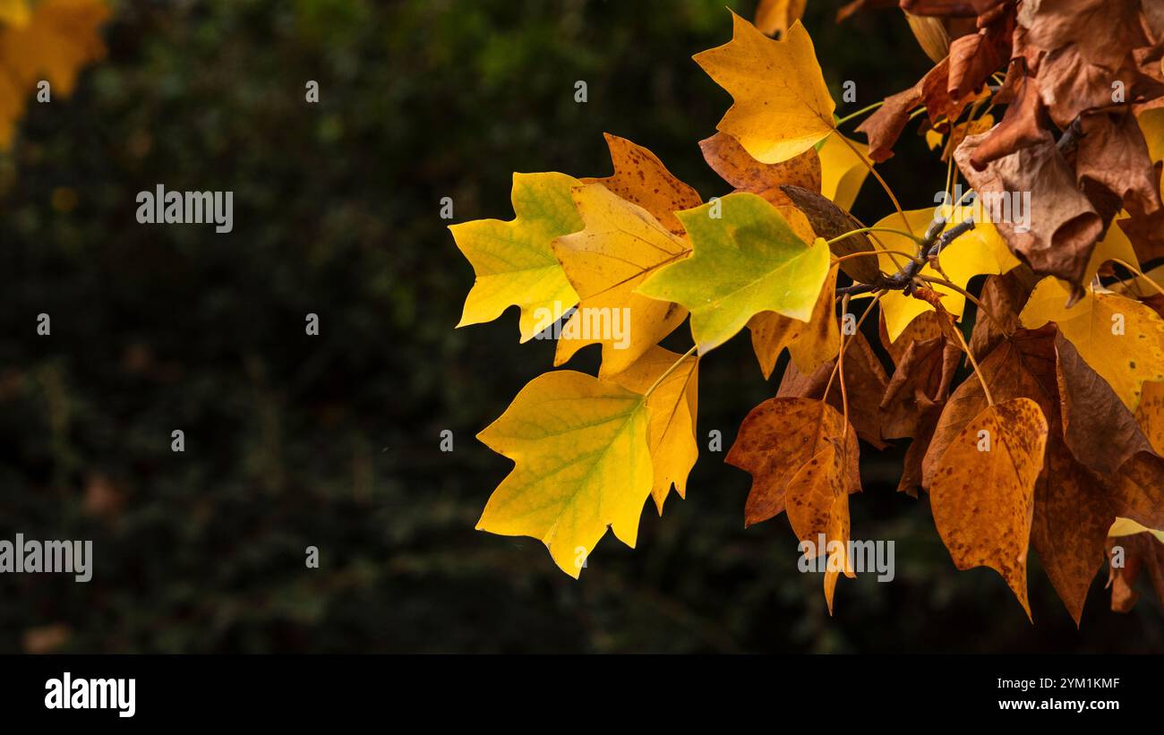 Hojas de un arce hi-res stock photography and images - Alamy