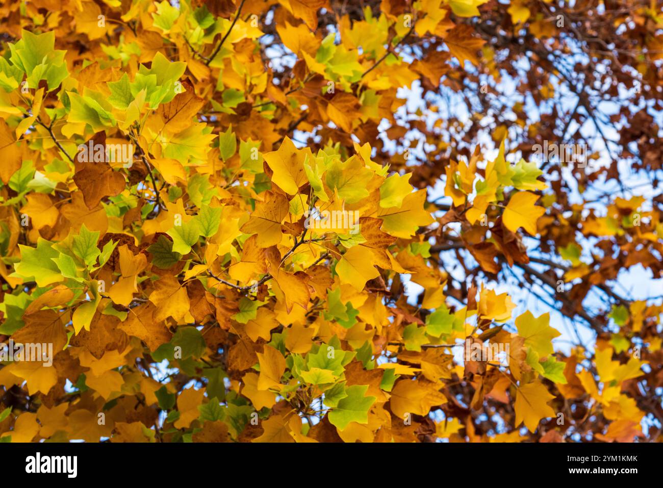 Arbol de los tulipanes hi-res stock photography and images - Alamy