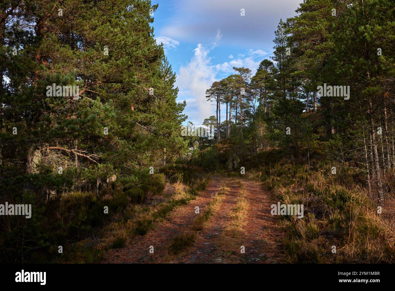 Afternoon sun picks out the pathway through Scotland's natural and ...