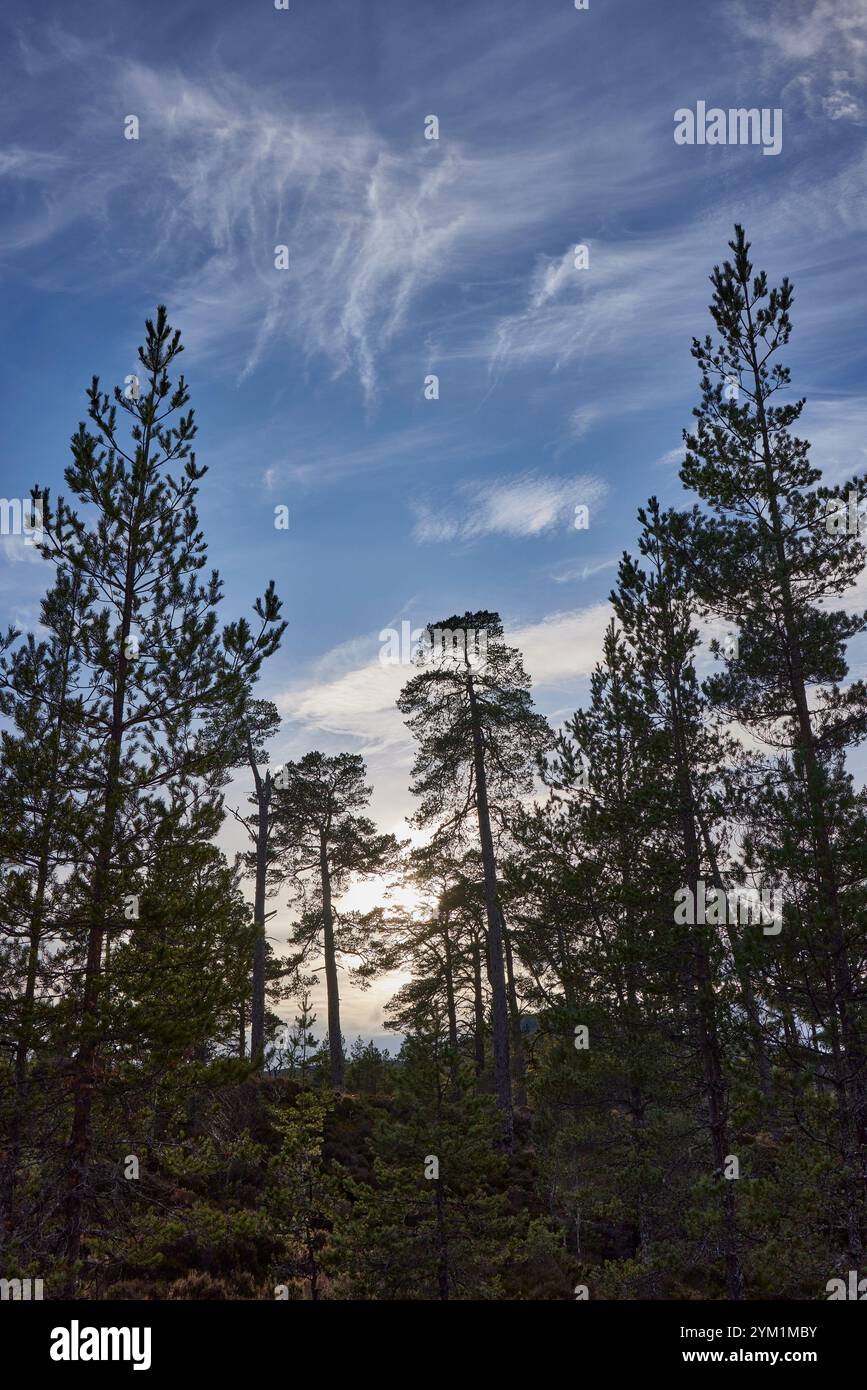 Scots Pine reflect afternoon November sunshine in Scotland's natural ...