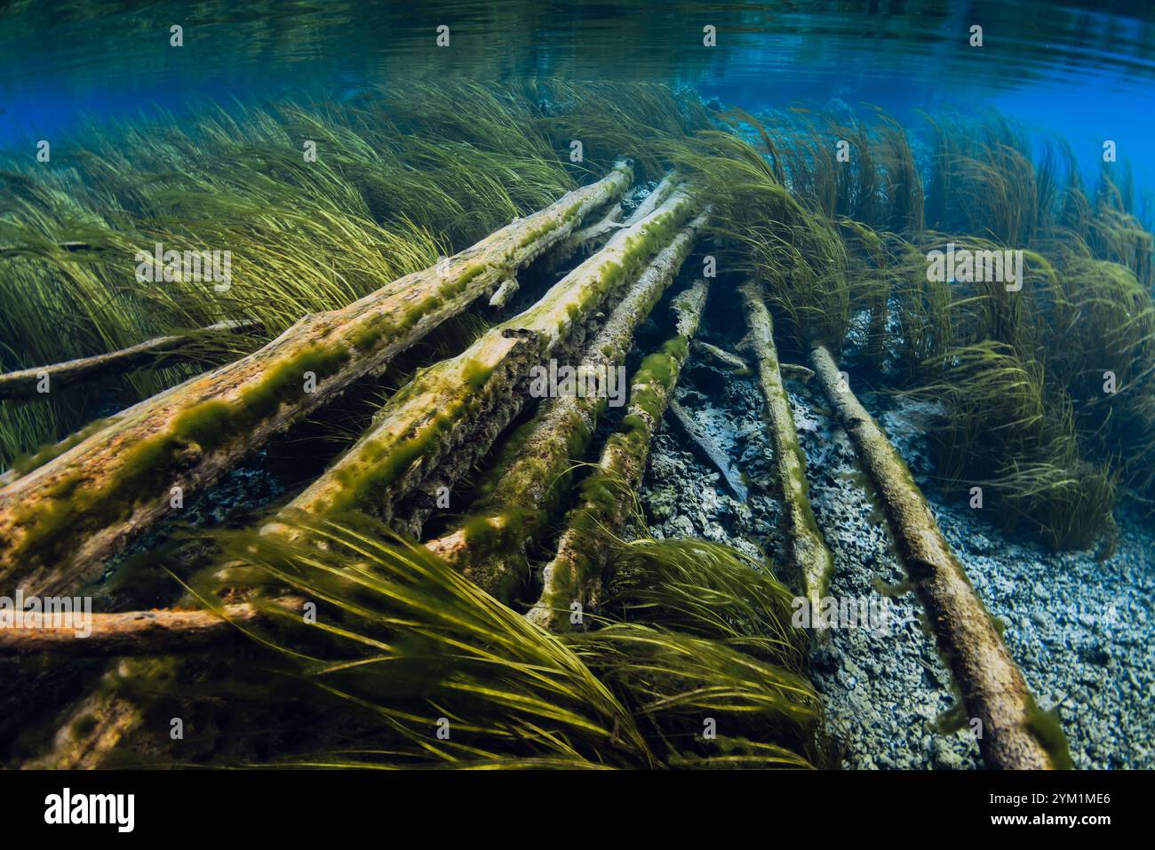 Underwater view of sunken logs with algae in crystal-clear fresh water ...