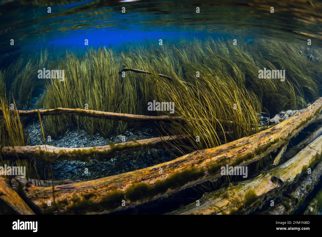 Sunken logs with algae underwater in blue clear fresh water lake in ...