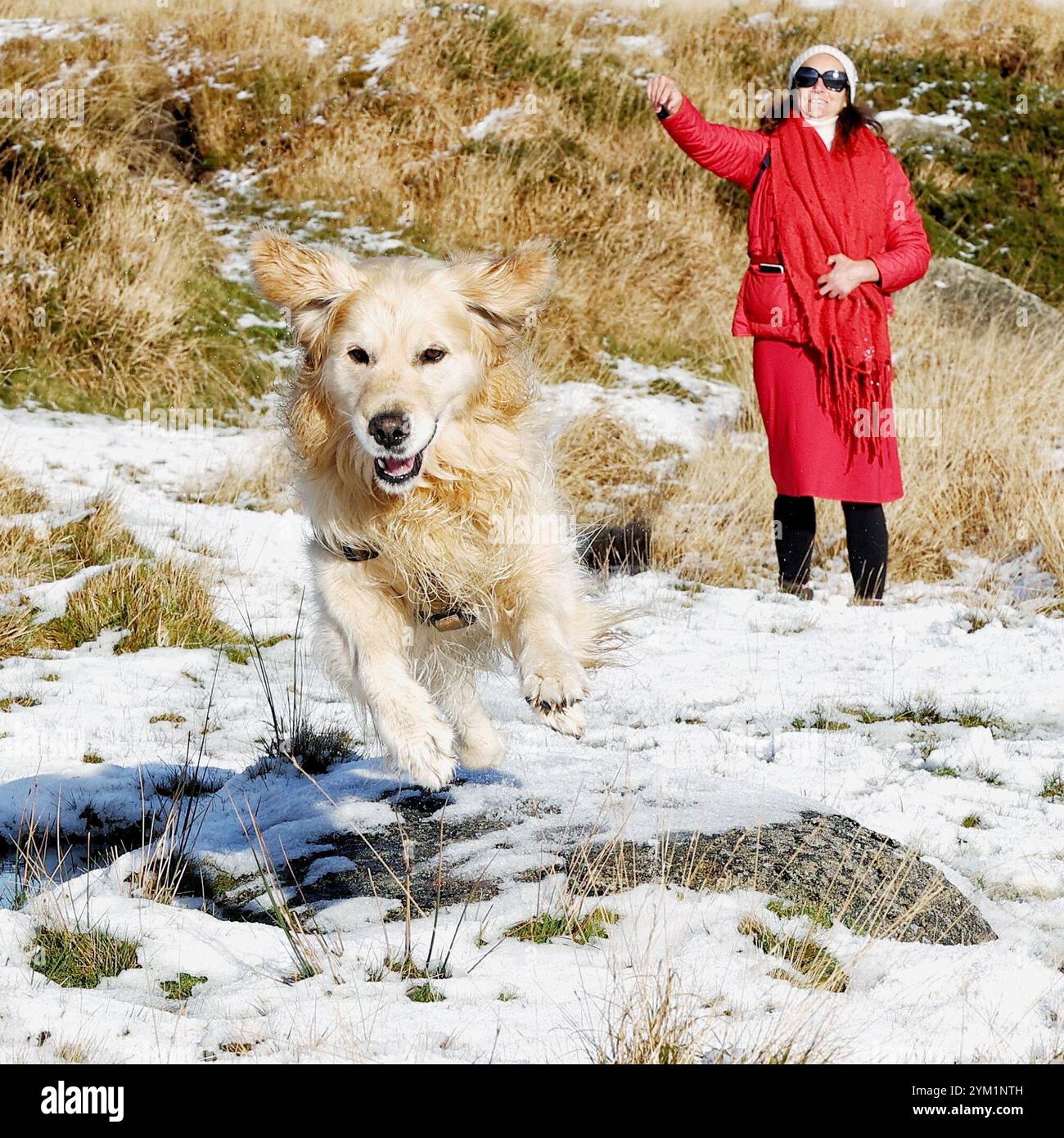 Belstone, Devon, UK. 20th Nov, 2024. Snow on Dartmoor at Belstone ...