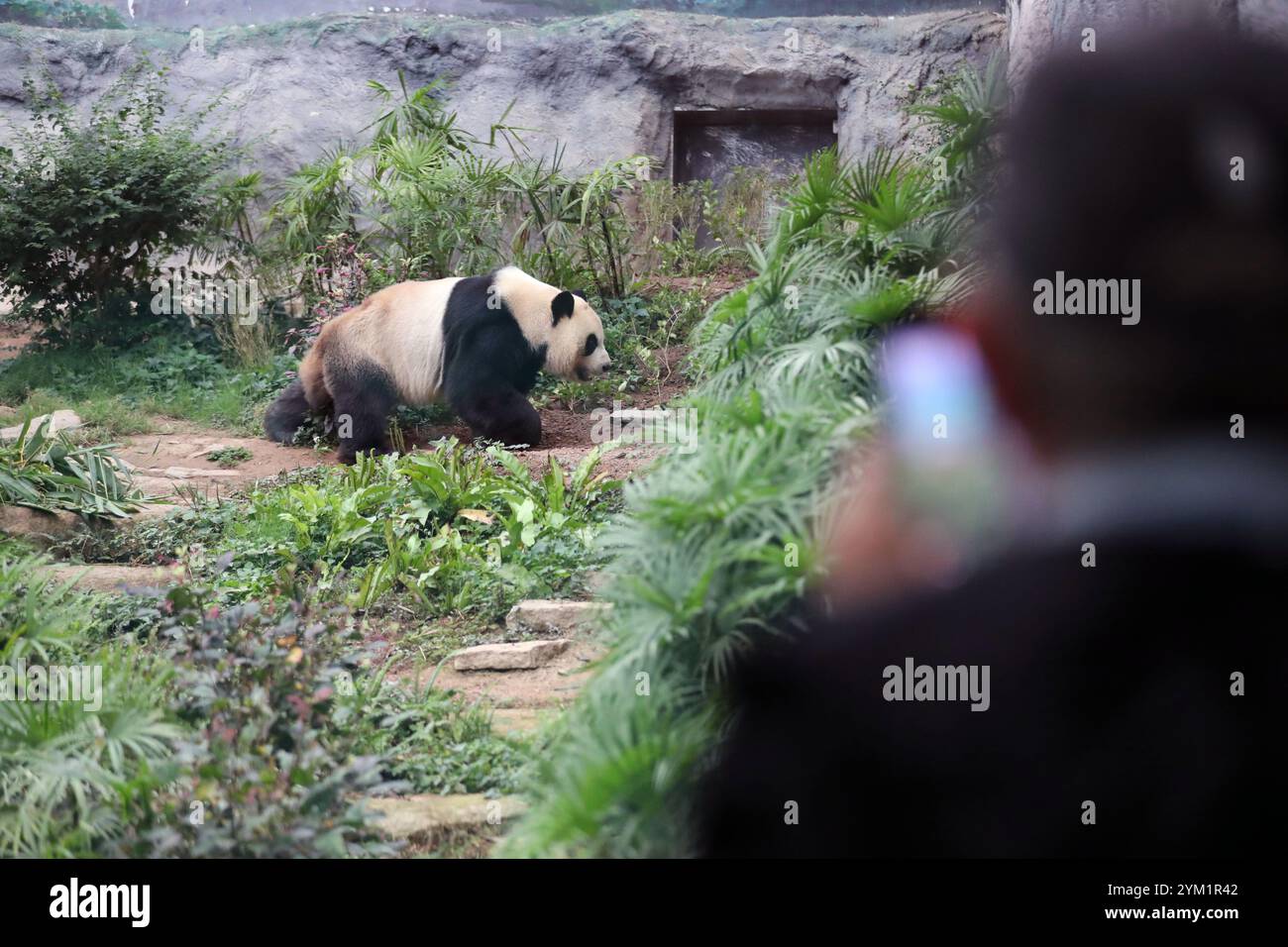 (241120) --MACAO, Nov. 20, 2024 (Xinhua) -- A tourist takes photos of ...