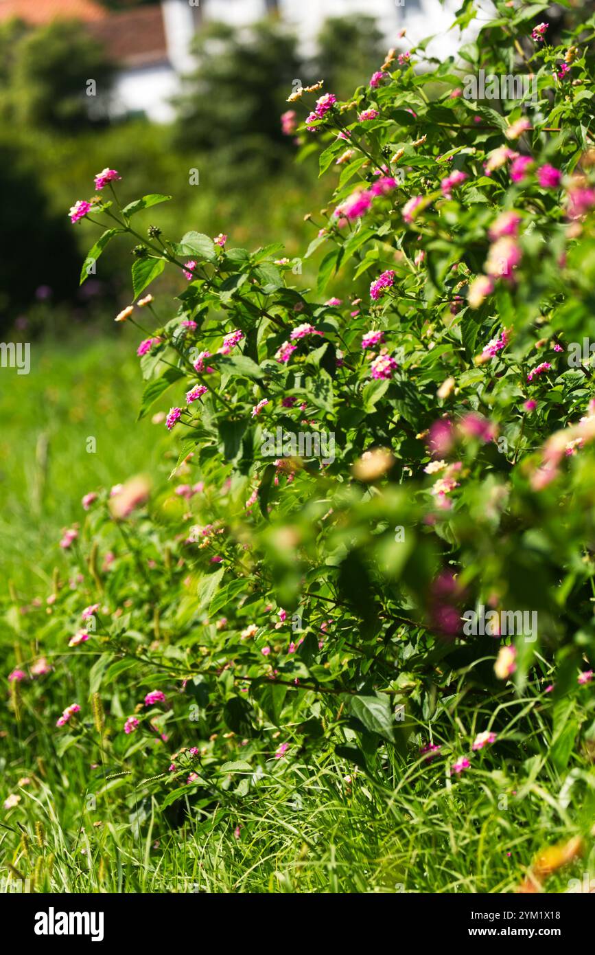 A lush green bush bursting small vibrant flowers in shades of red ...