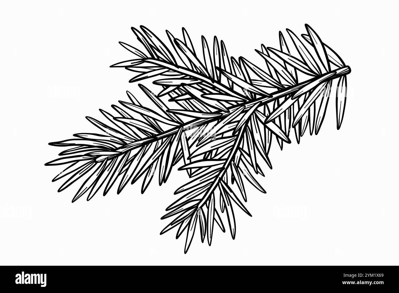 Hand drawing fir tree in Black and White Stock Photos & Images - Alamy