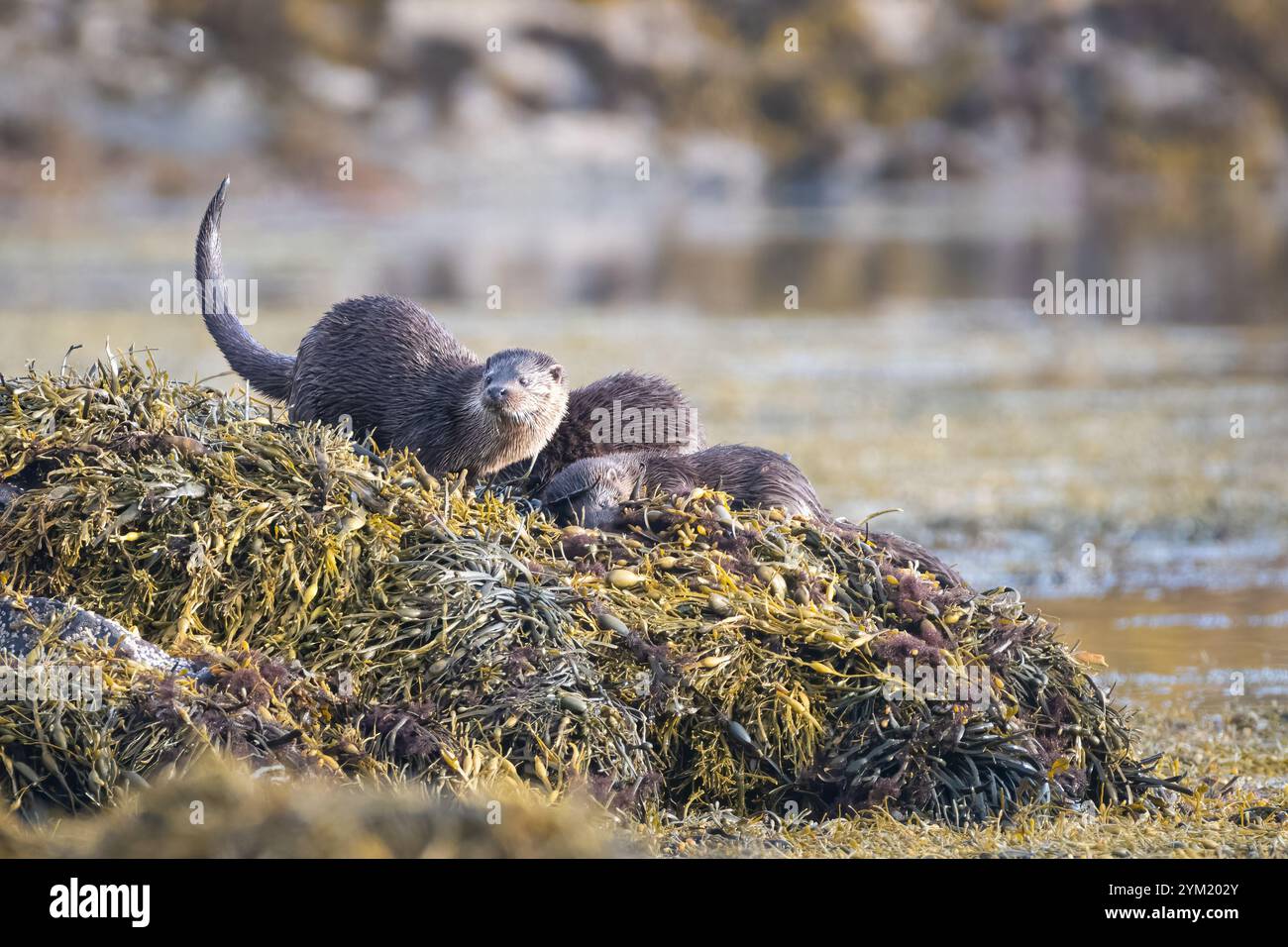 European otter (Lutra lutra) mother and cubs, Isle of Mull, Scotland ...