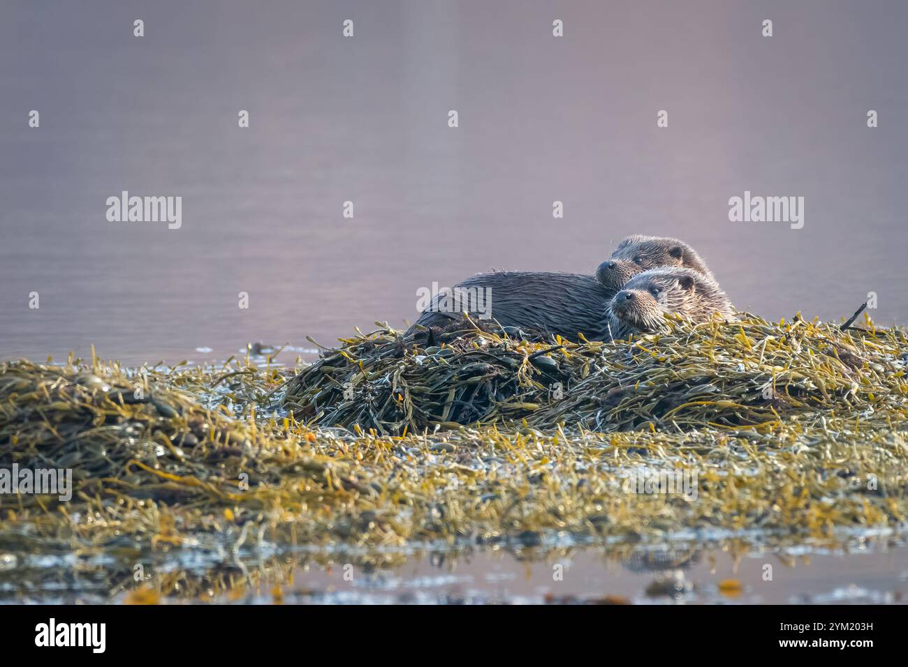 European otter cubs (Lutra lutra) rest in the seaweed, Isle of Mull ...