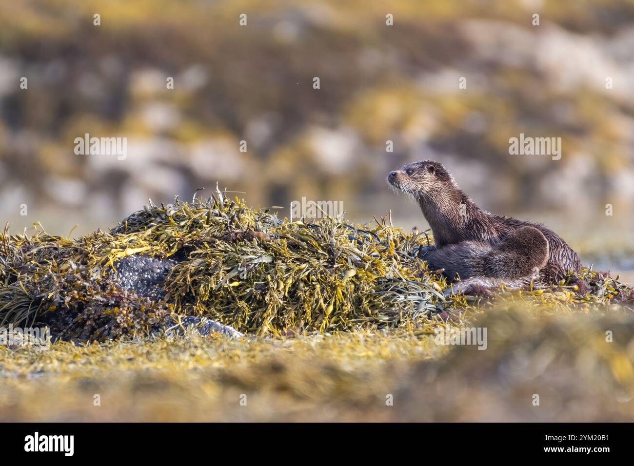 Female European otter (Lutra lutra) and cubs rest on seaweed, Isle of ...