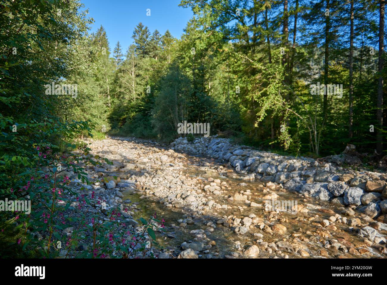 Pristine Alpine Stream Flows Through Lush Mountain Valley with Eco ...