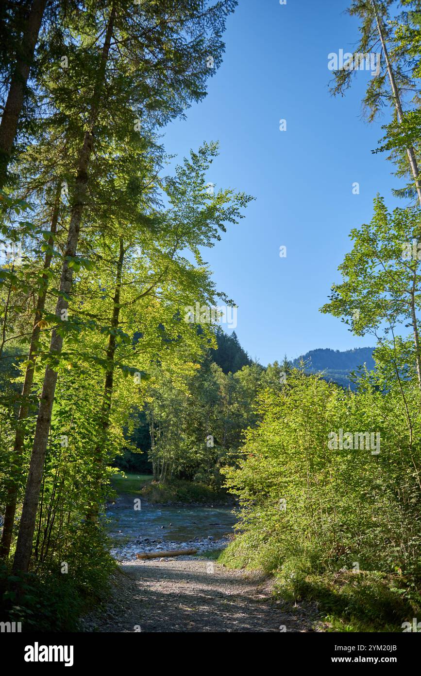 Pristine Alpine Stream Flows Through Lush Mountain Valley with Eco ...