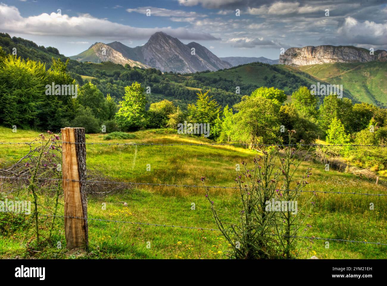 Ponga trees hi-res stock photography and images - Alamy