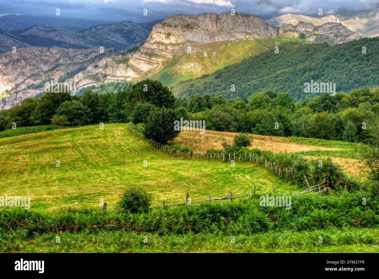 Ponga trees hi-res stock photography and images - Alamy