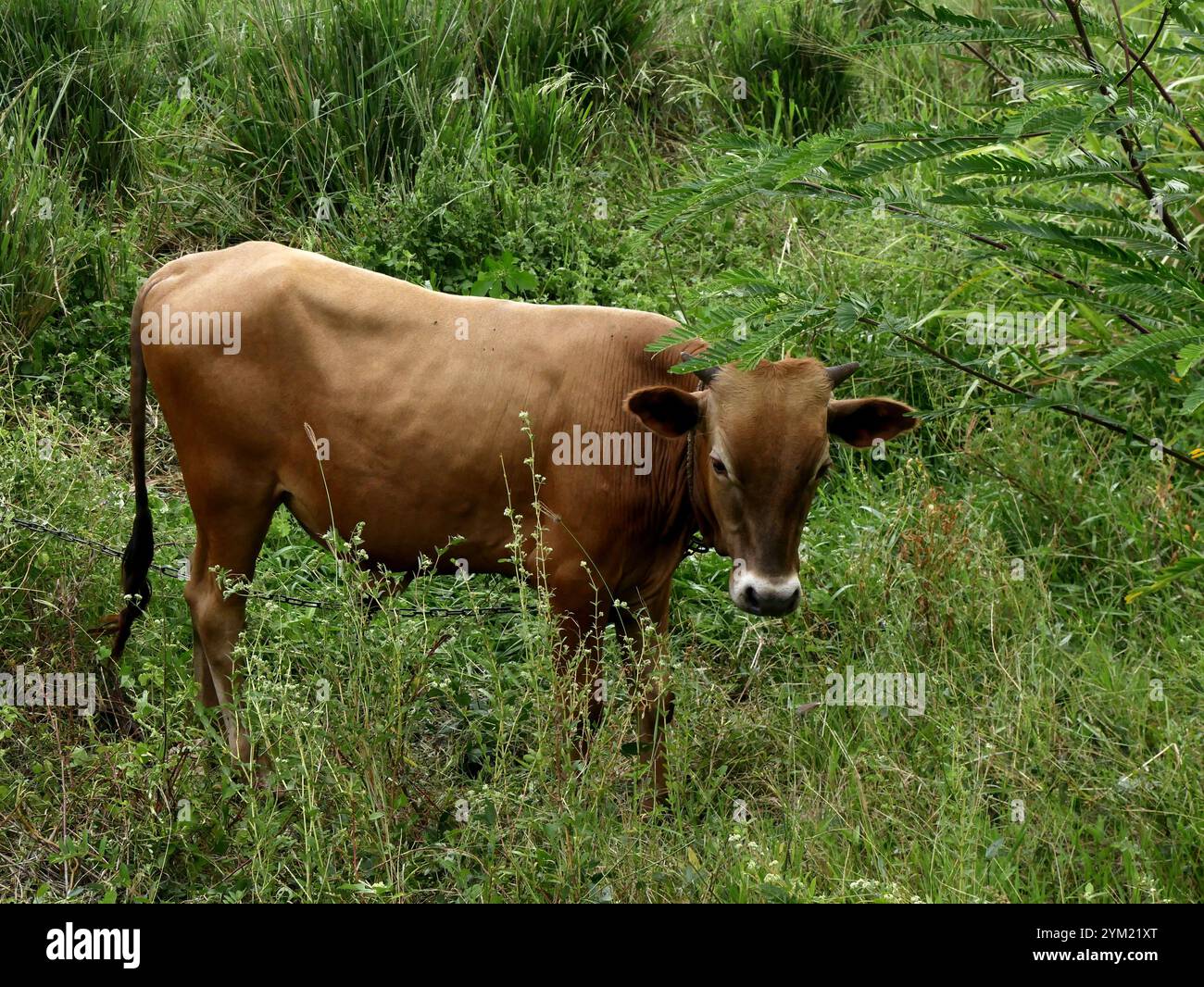 Cattle breeding guadeloupe hi-res stock photography and images - Alamy