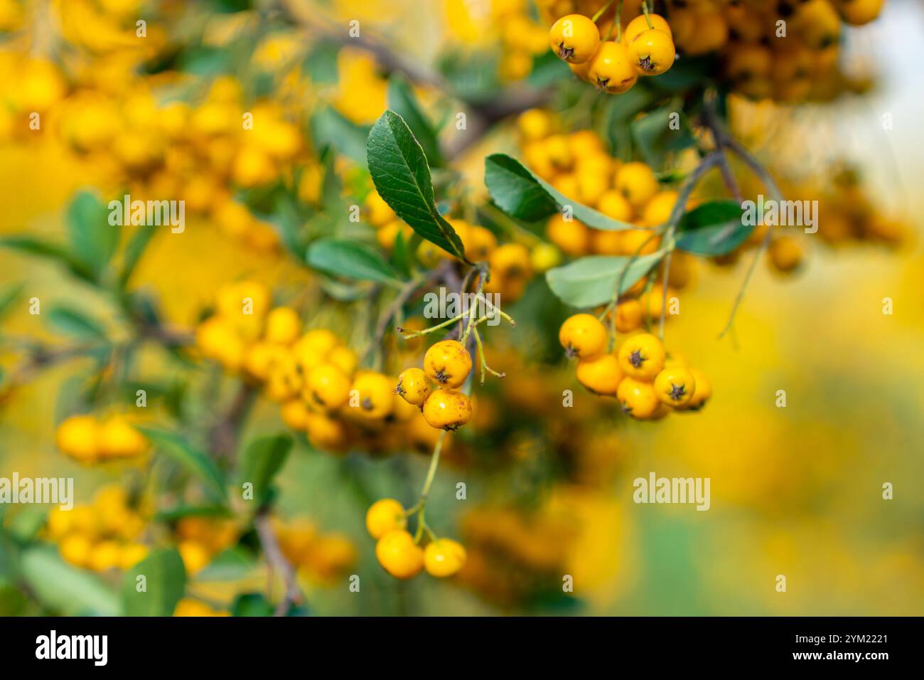 Fire thorn with yellow Pyracantha fruits in autumn Stock Photo - Alamy