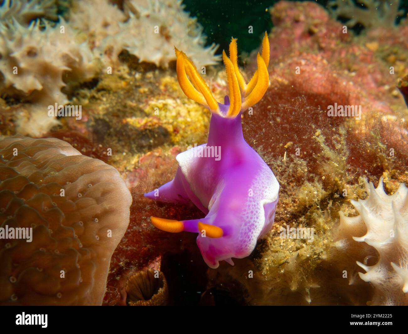 A close-up picture of a Hypselodoris apolegma nudibranch crawling on ...