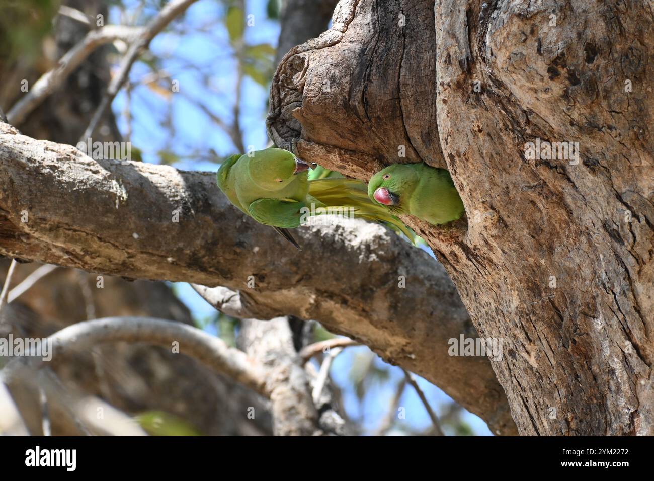 A beautiful and colourful rose ringed parrot parent is trying to ...