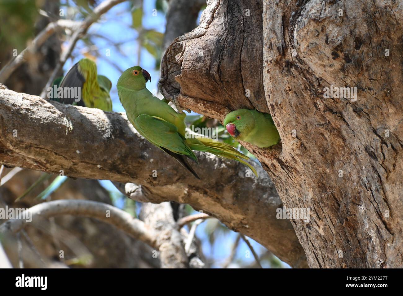 Parrot feathers bird prey hi-res stock photography and images - Alamy