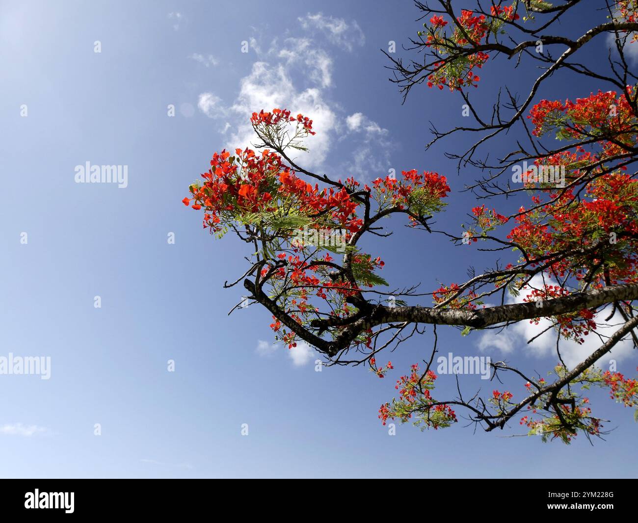 delonix regia, flowering royal poinciana with red flowers and blue sky ...