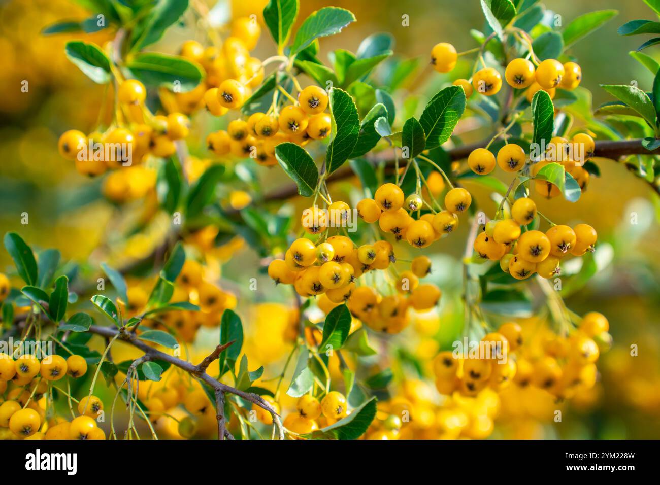 Fire thorn with yellow Pyracantha fruits in autumn Stock Photo - Alamy