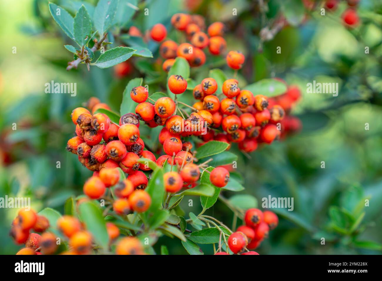 Fire thorn with red Pyracantha fruits in autumn Stock Photo - Alamy
