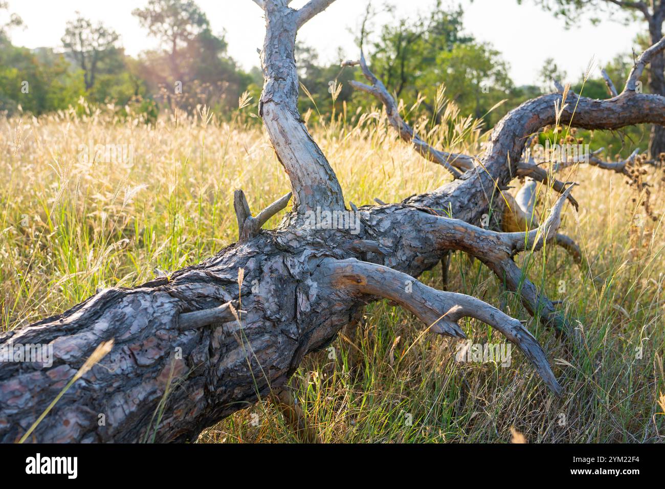 Dried pine tree in a field, public park, Lisi Lake area Stock Photo - Alamy