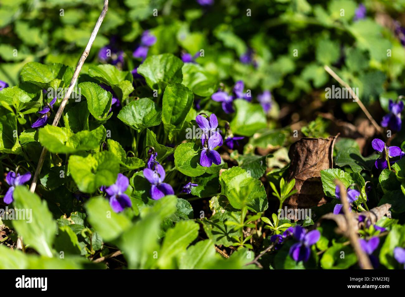 The photo shows a cluster of vibrant purple violets growing among green ...