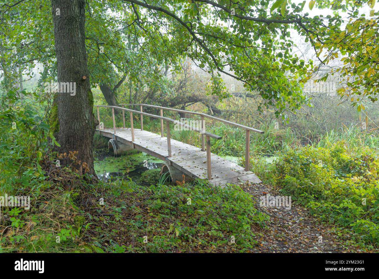 Beautiful foggy autumn morning landscape at the lakeside forest in ...