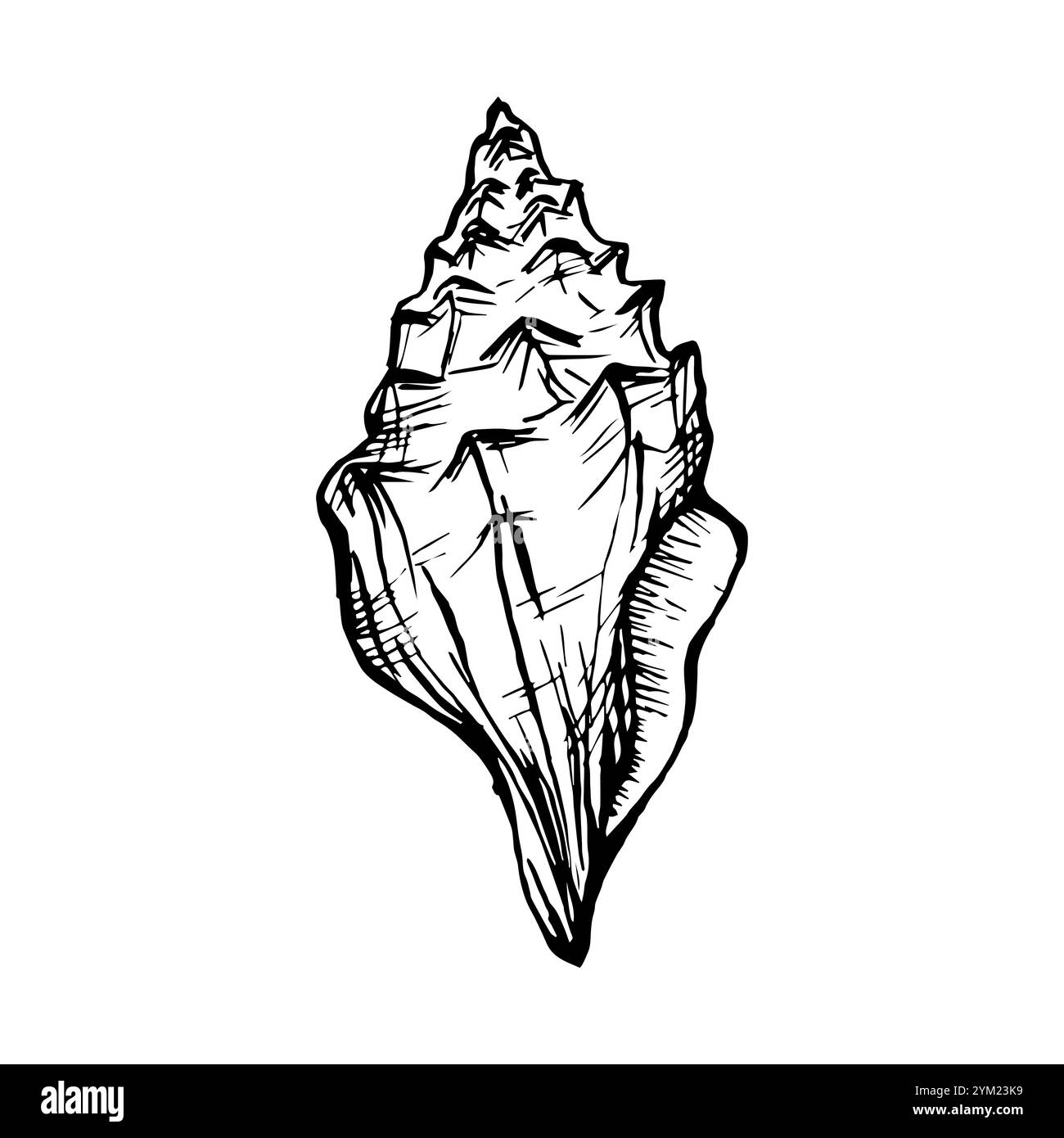 Seashell Sketch. Underwater Shells Vector Illustration on outline style ...