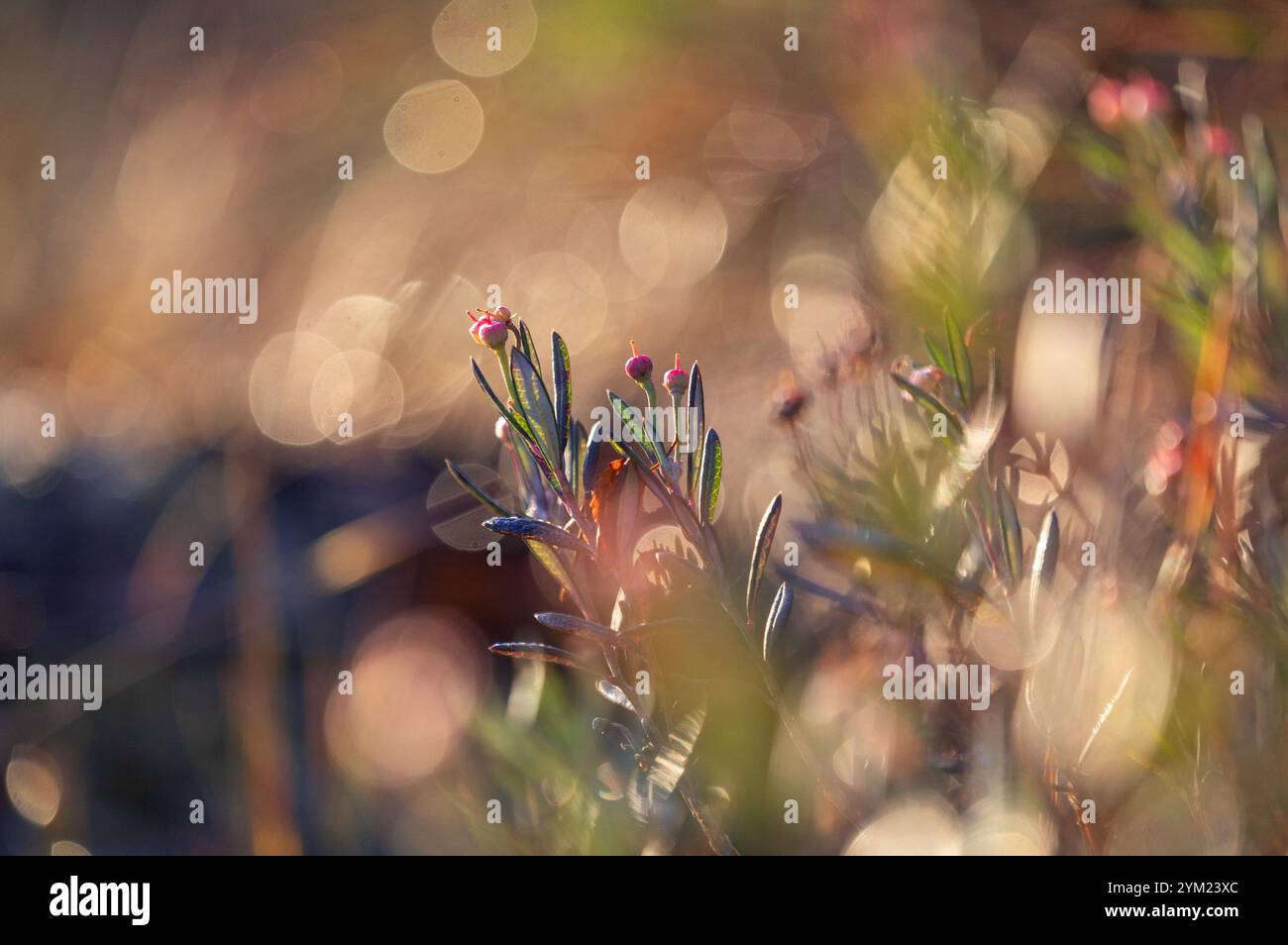Beautiful pink andromeda flowers in the autumn morning. Fall swamp in ...
