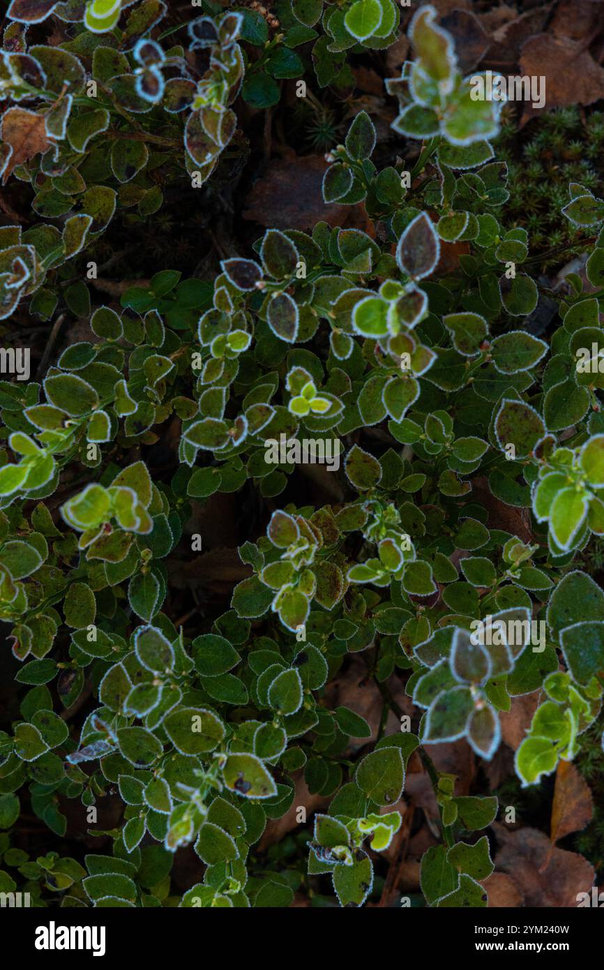 Beautiful wild blueberry plants in the frosty autumn sunrise in swamp ...