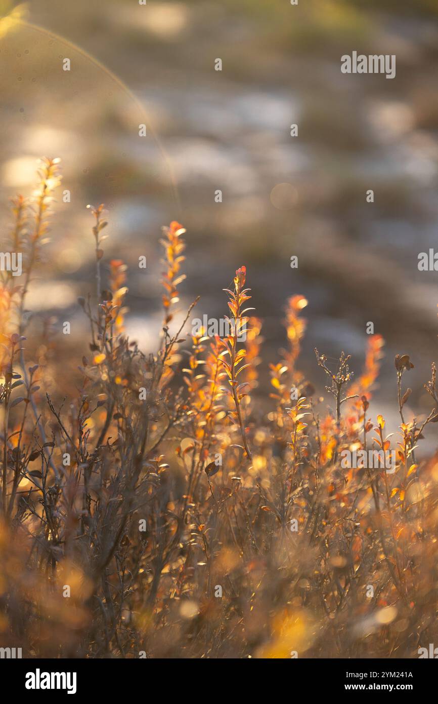 Beautiful wild blueberry plants in the frosty autumn sunrise in swamp ...